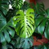 Monstera deliciosa – House Plant Journal – House Plant Journal
