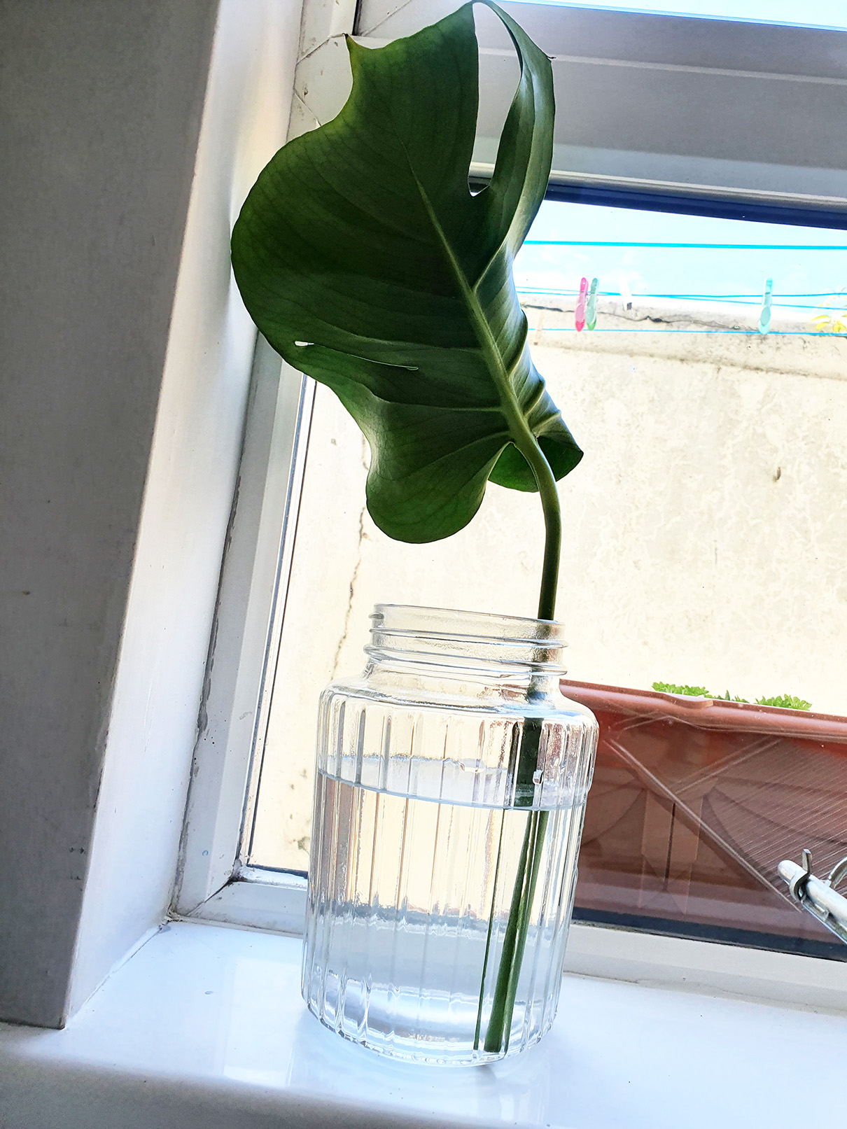 Monstera cutting: did i do this right? – House Plant Journal