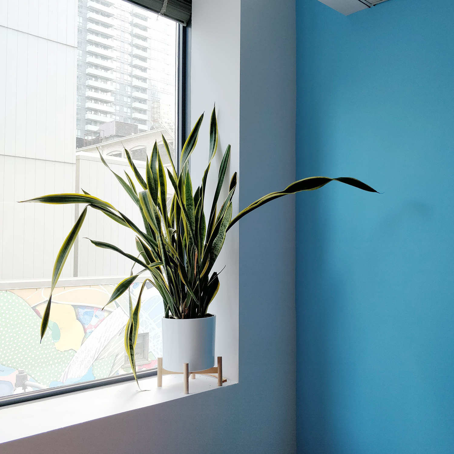 Save my snake plant! – House Plant Journal