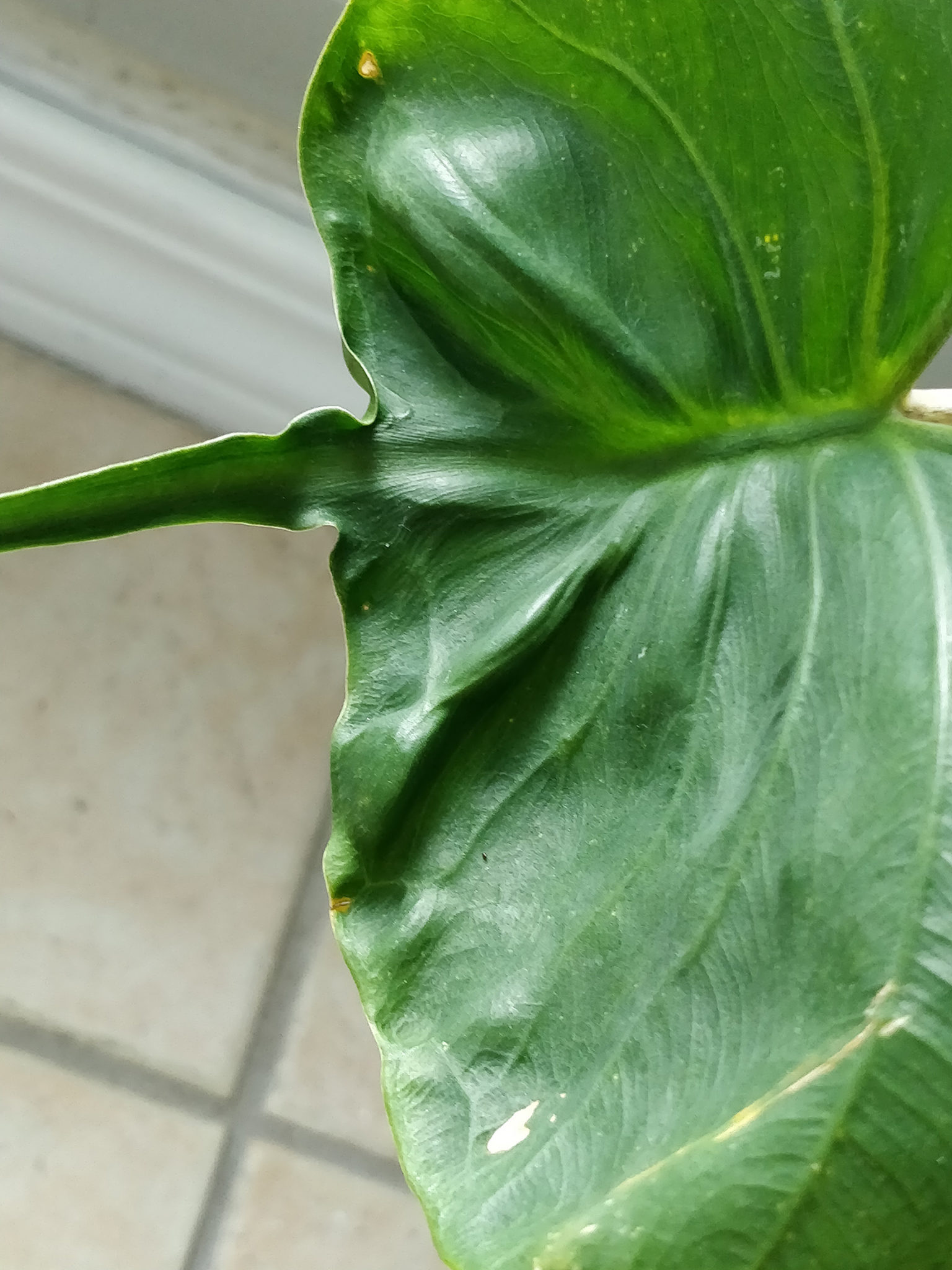 Thrips on Houseplants: A Gallery – House Plant Journal