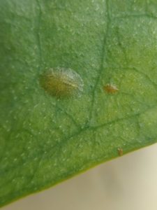 Scale Infestation: Helpful Photos – House Plant Journal