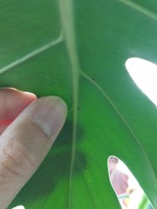 Scale Infestation: Helpful Photos – House Plant Journal