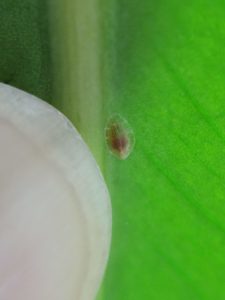 Scale Infestation: Helpful Photos – House Plant Journal