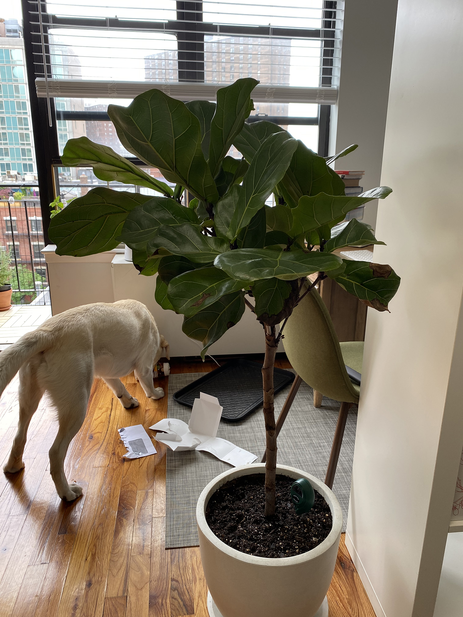 Fiddle Leaf fig: brown patches – House Plant Journal