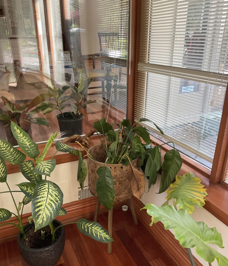Peace lily looking droopy – House Plant Journal