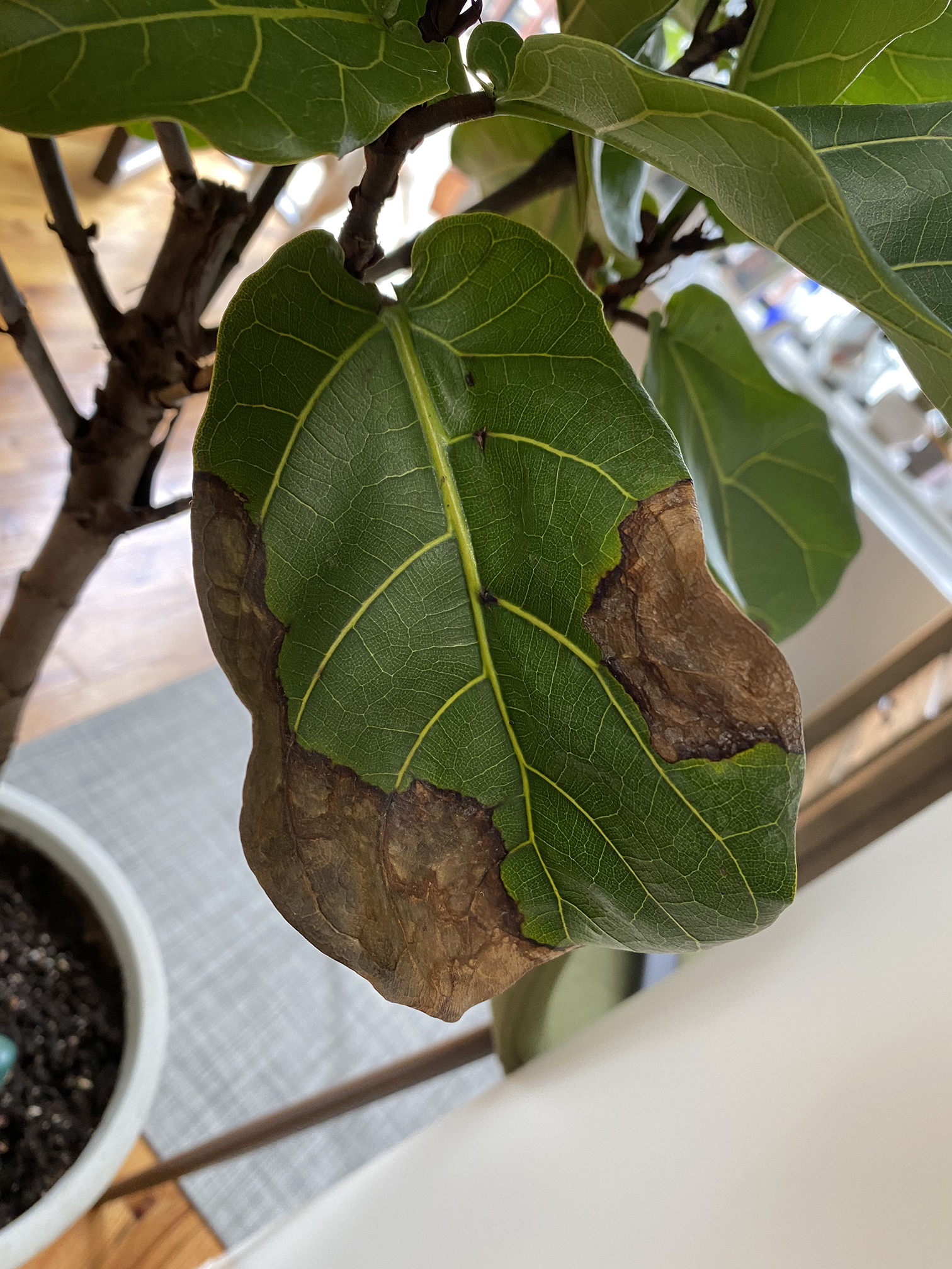 Fiddle Leaf fig: brown patches – House Plant Journal