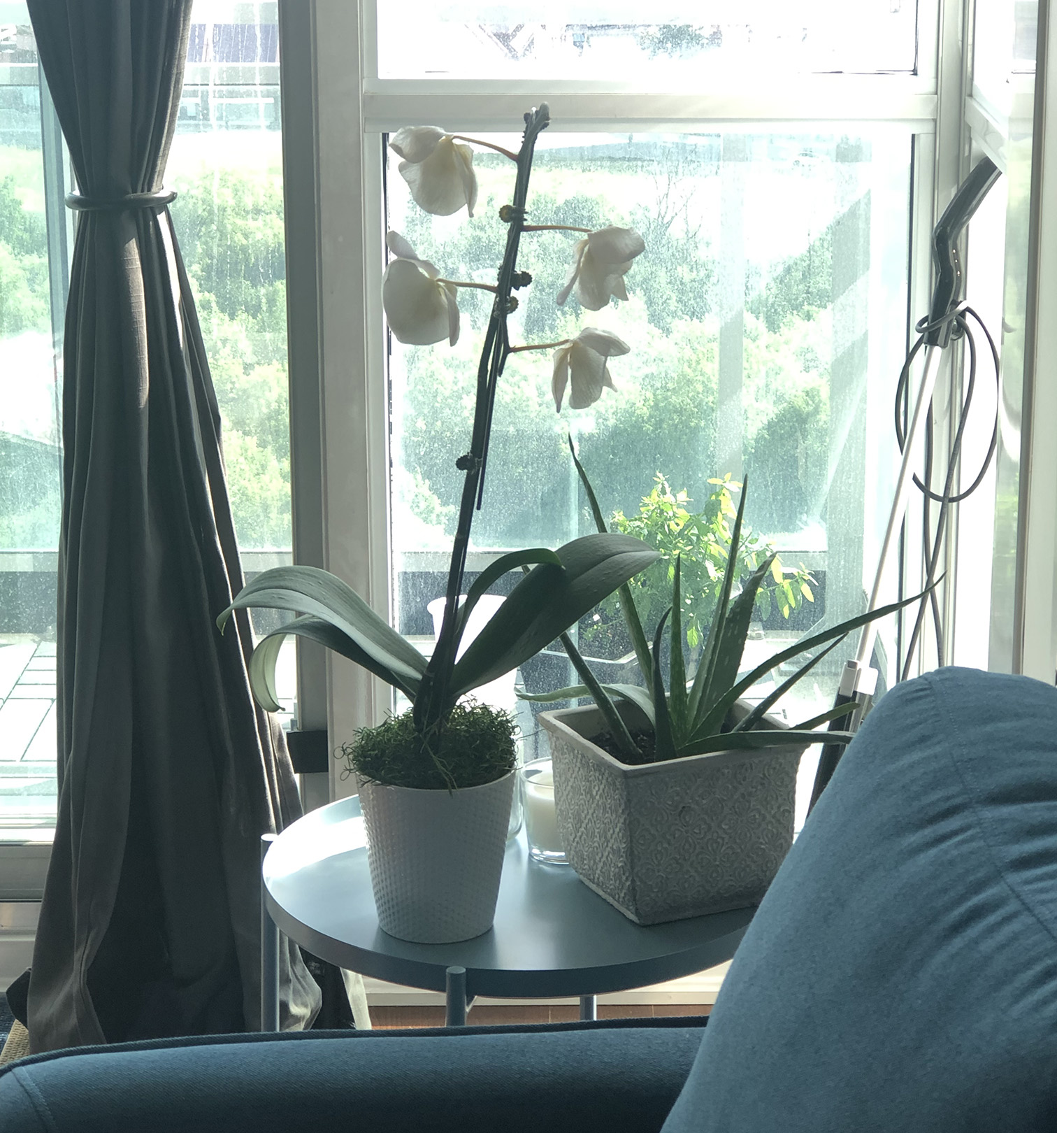 Orchid flowers wilted – House Plant Journal