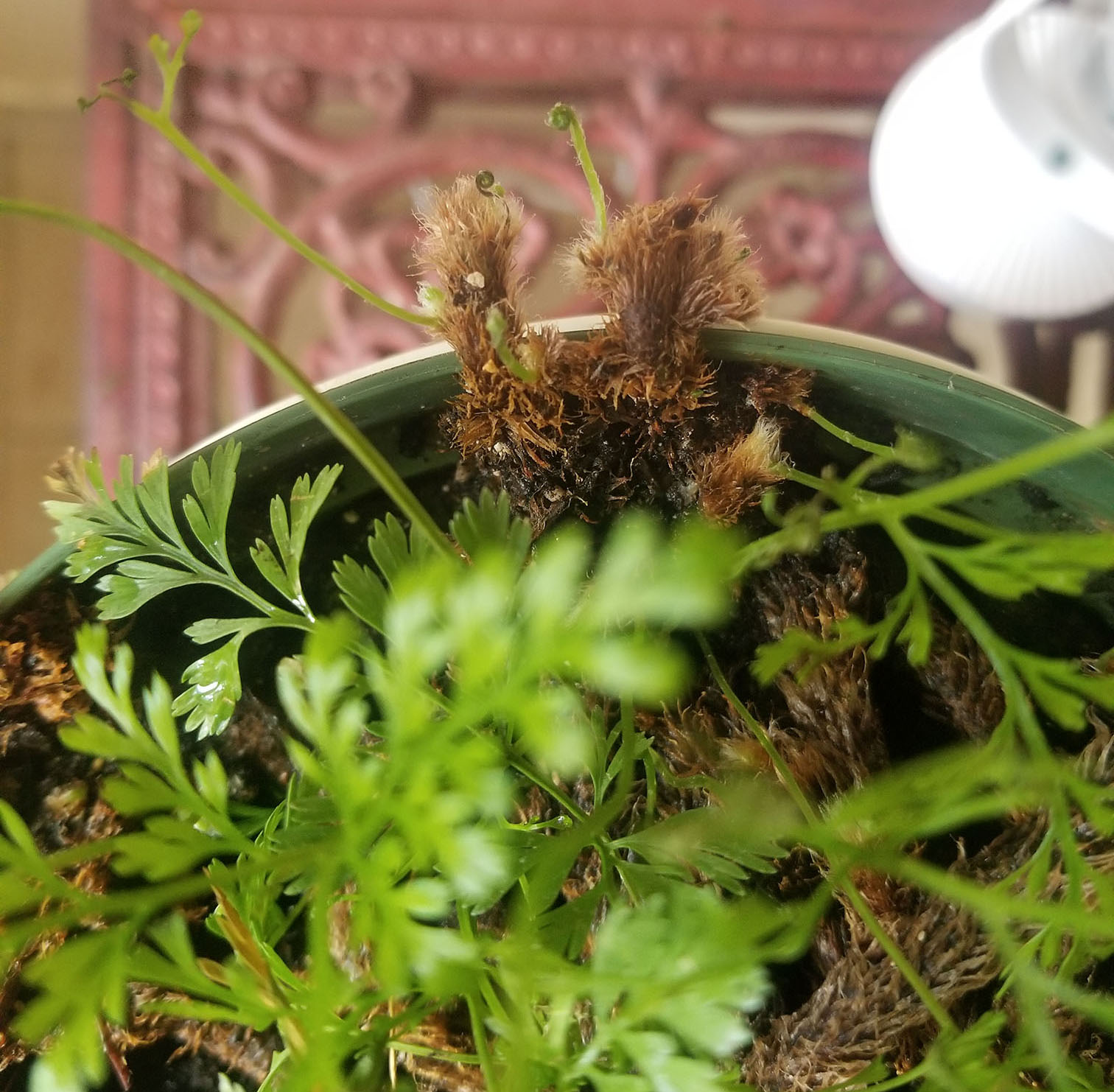 Rabbit’s Foot Fern Not growing well – House Plant Journal