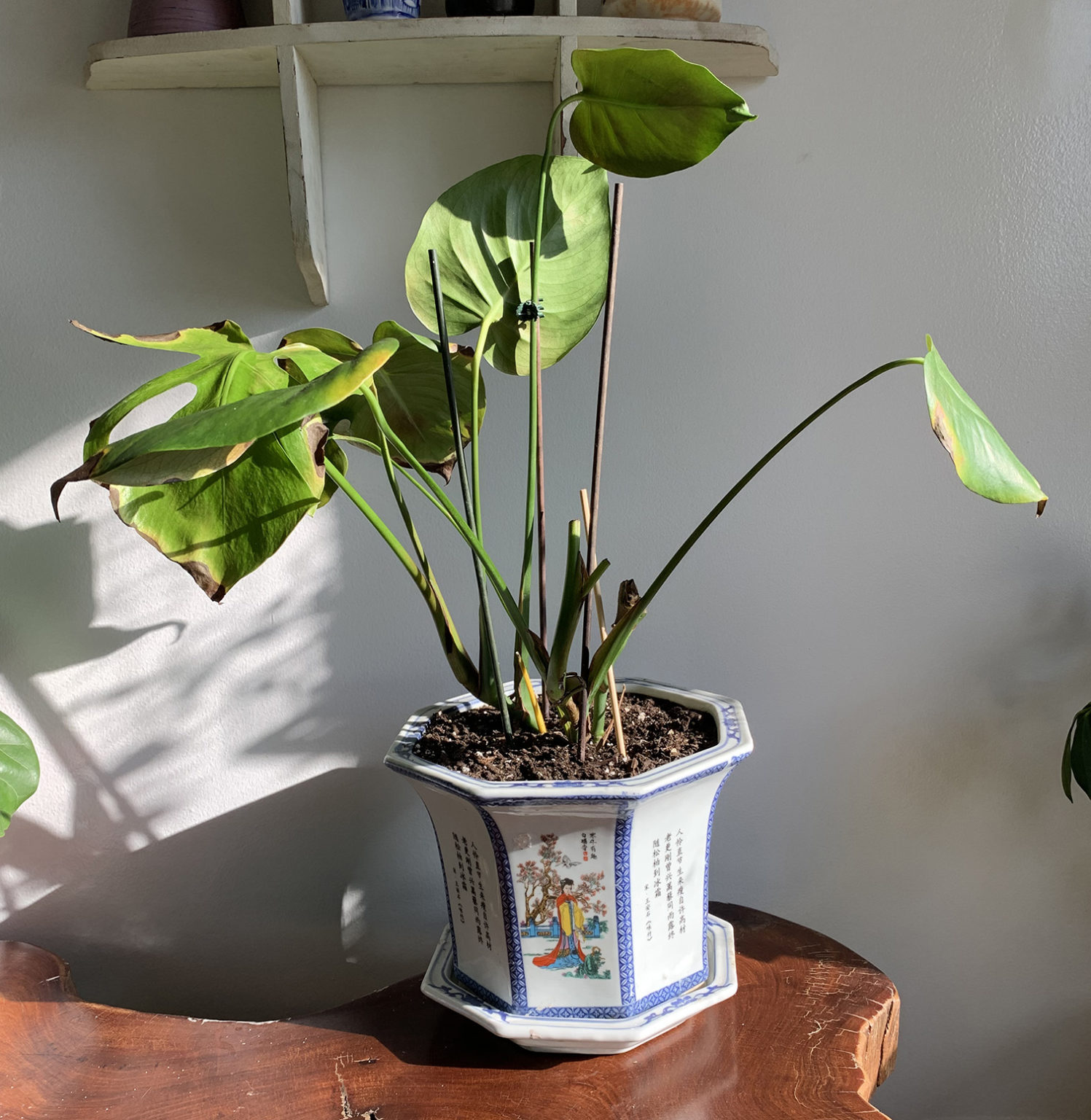 Little yellow bugs on Monstera – House Plant Journal