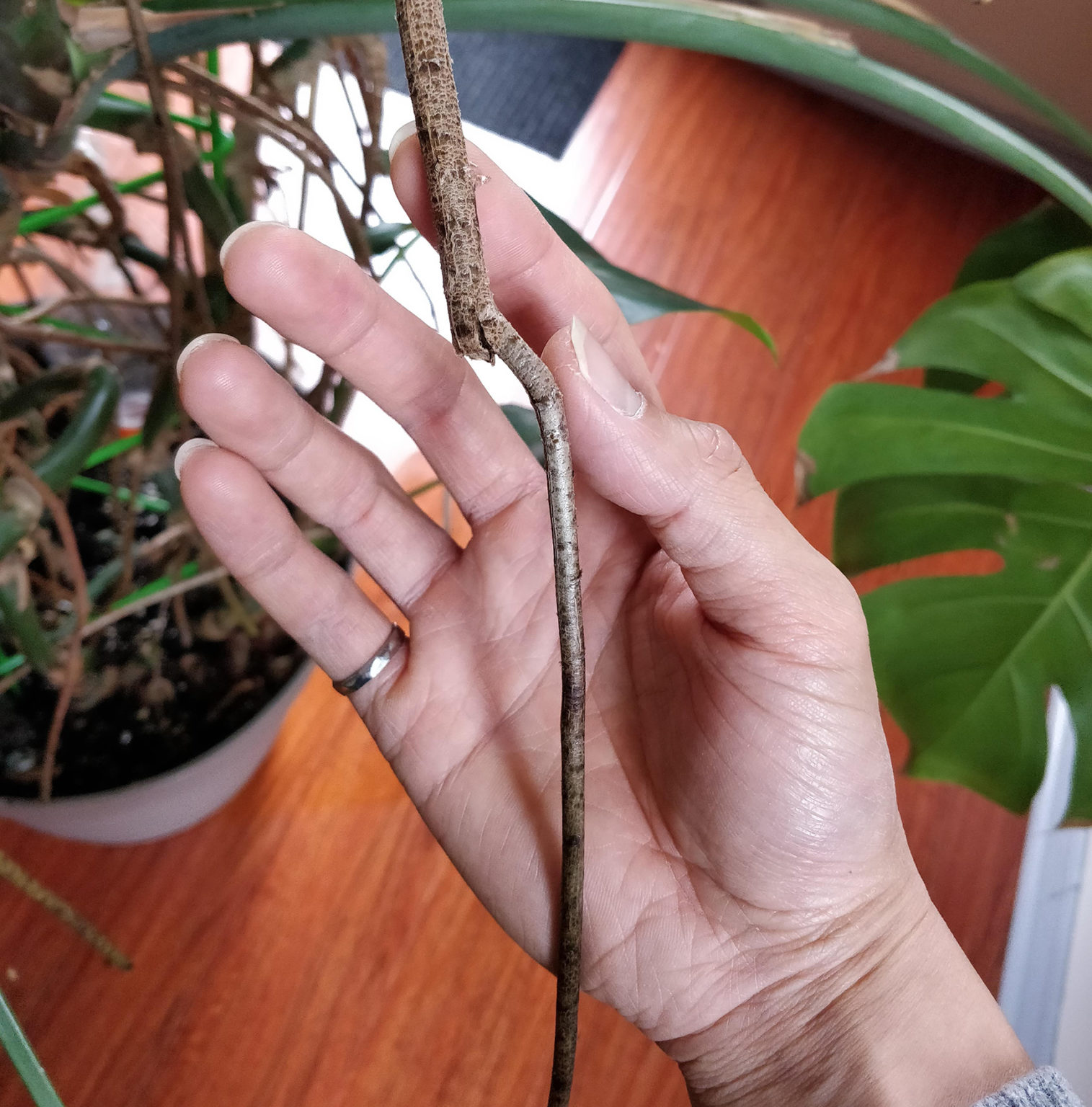 Aerial roots: can I cut them? – House Plant Journal