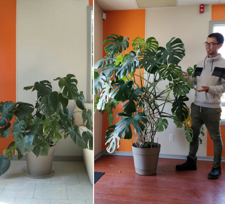 Monstera what to do with leggy growth – House Plant Journal