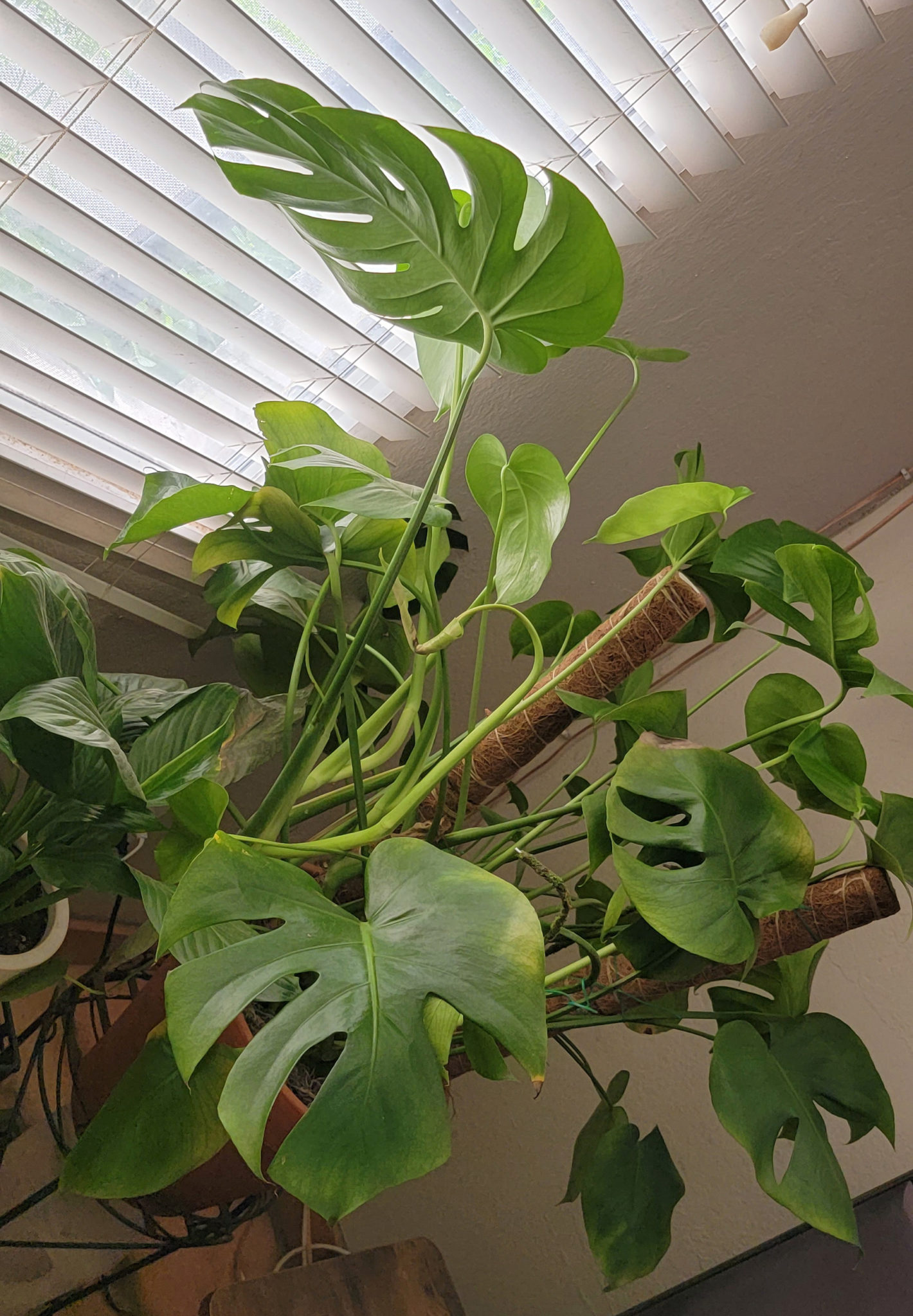 Monstera leaves coming in smaller – House Plant Journal