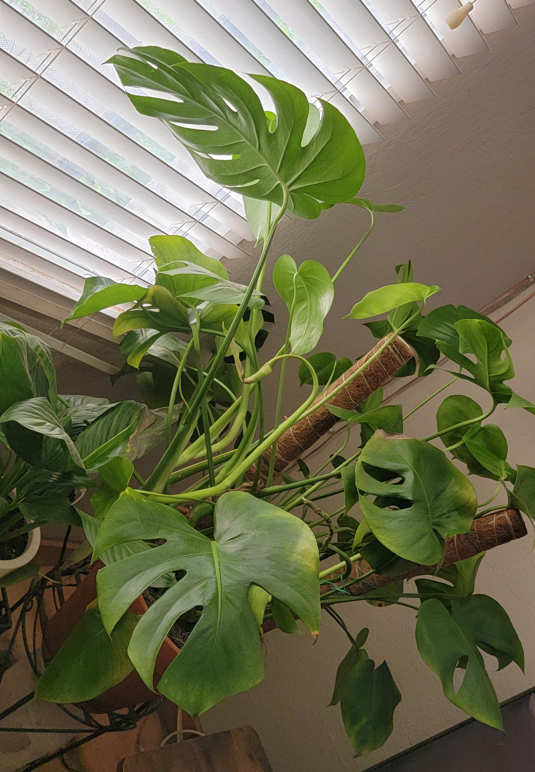 Monstera leaves coming in smaller – House Plant Journal