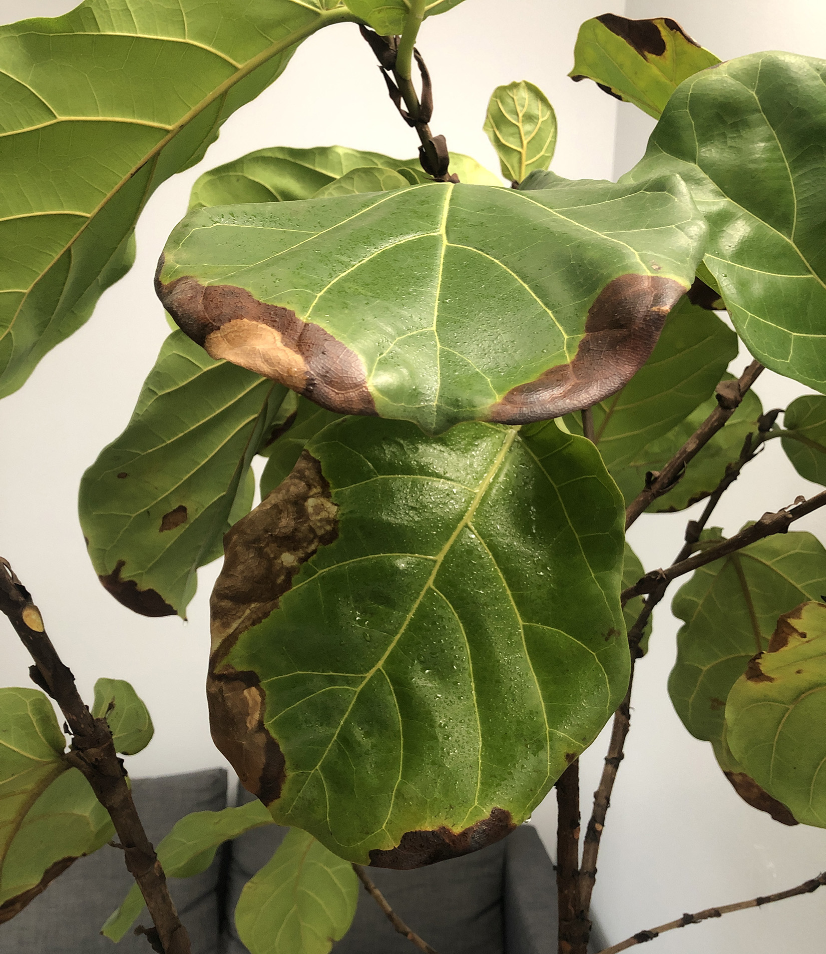 Fiddle Leaf Brown Edges House Plant Journal