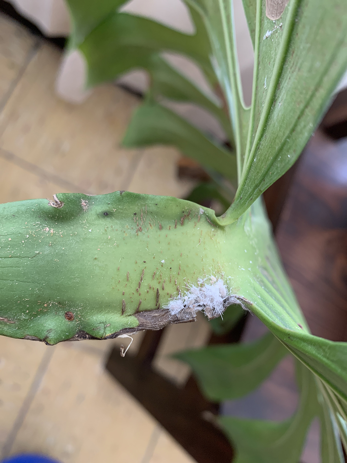 Monstera infested with mealy bugs – House Plant Journal