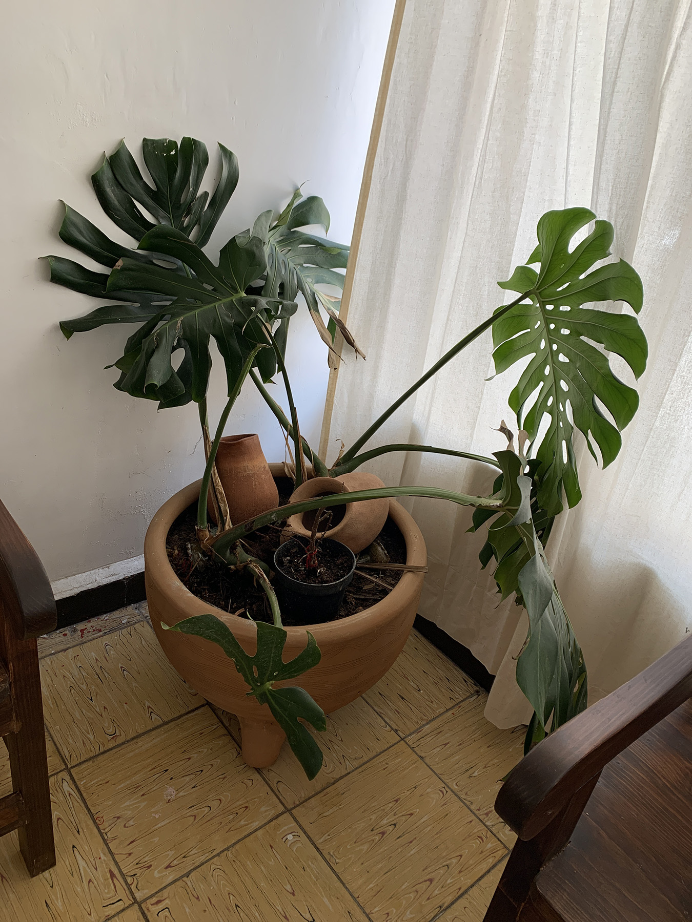 Monstera infested with mealy bugs – House Plant Journal