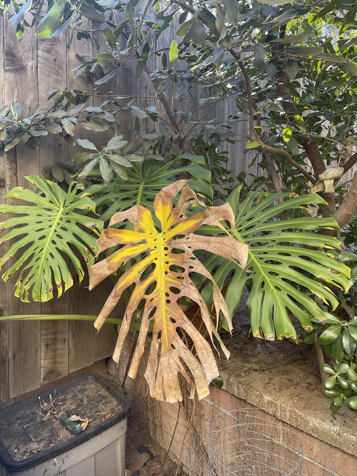Monstera old vine growing wild – House Plant Journal