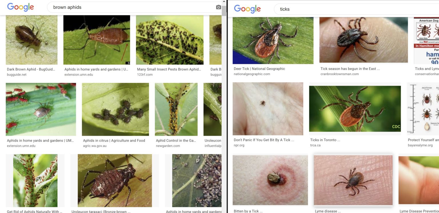 Ticks on my majesty palm – House Plant Journal