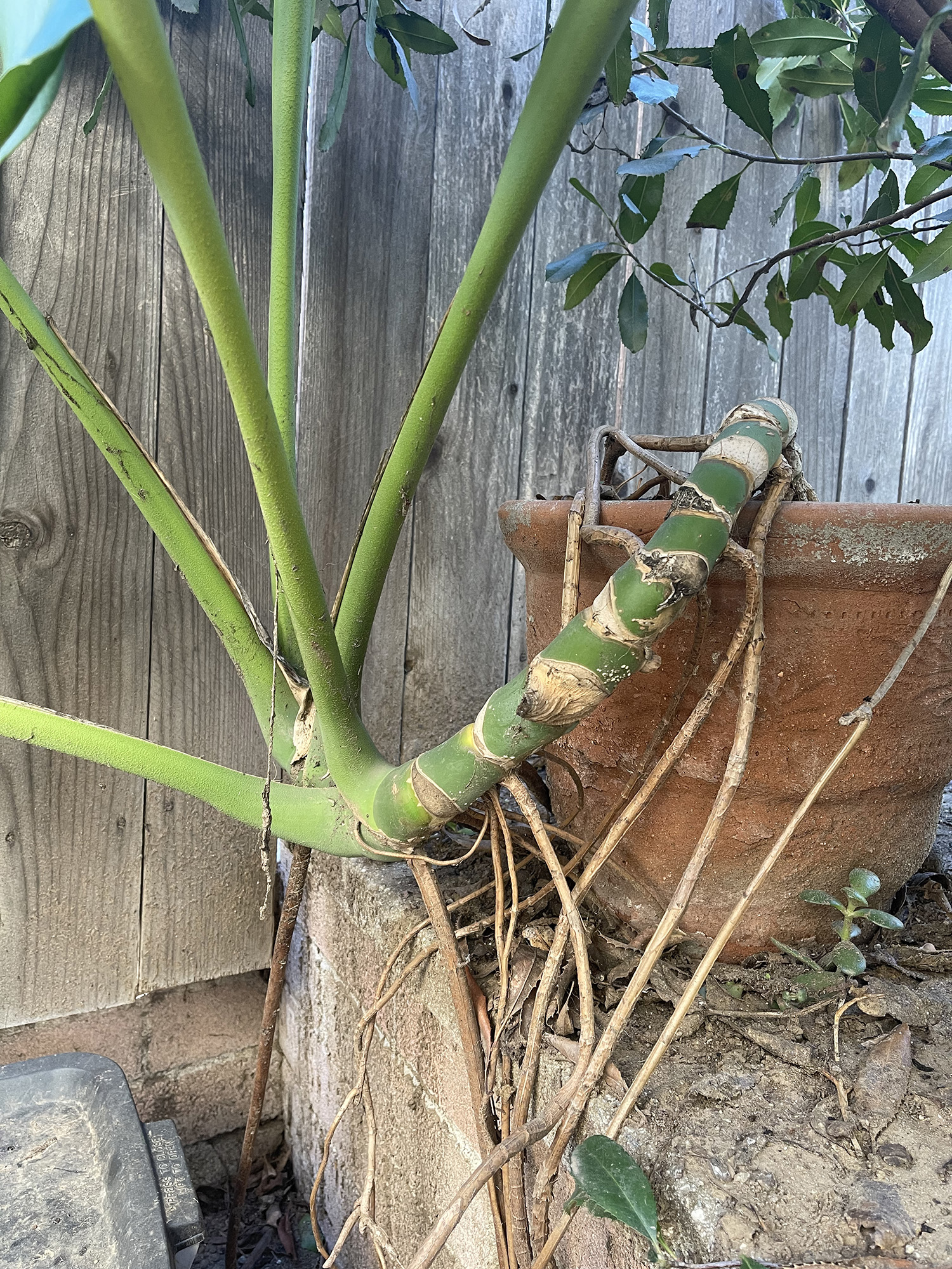 Monstera old vine growing wild – House Plant Journal