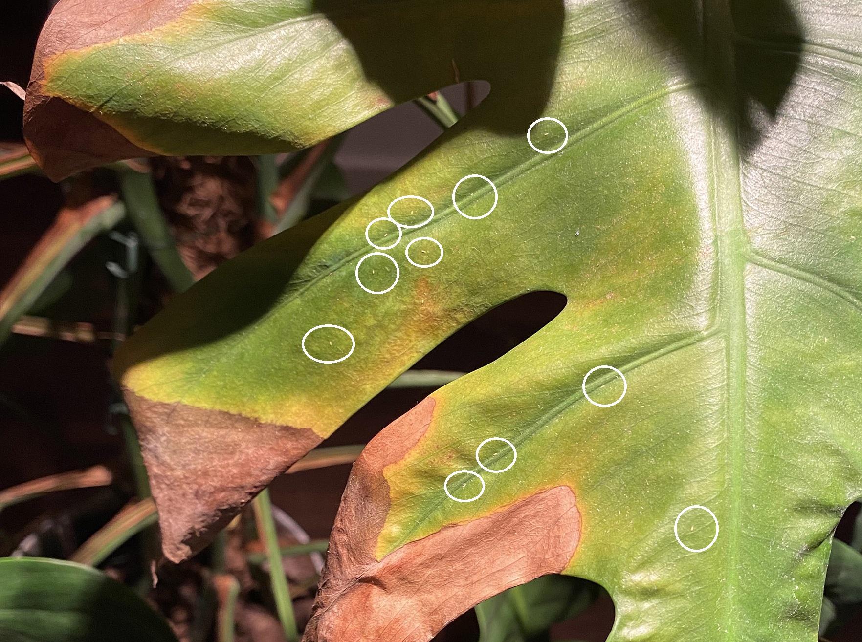 Monstera Deliciosa Concerns – House Plant Journal