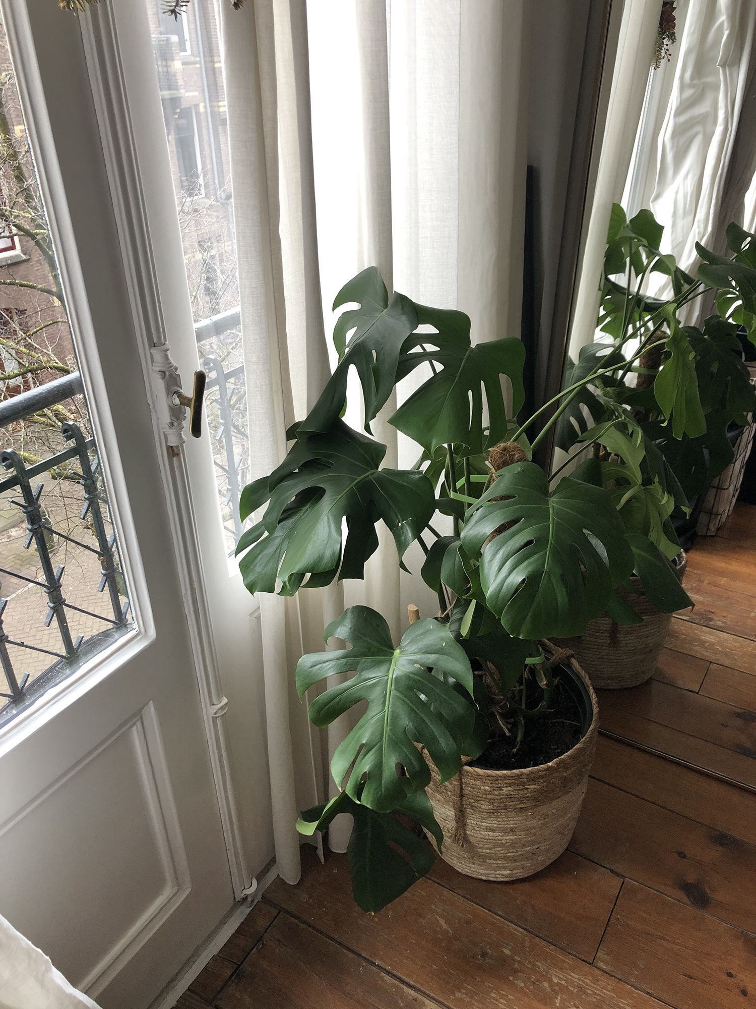 Monstera leaves seem droopy – House Plant Journal