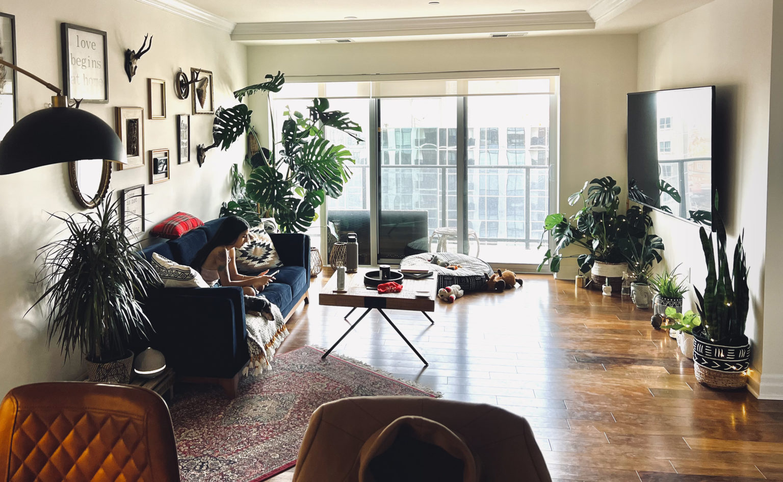 Monstera cold damage – House Plant Journal