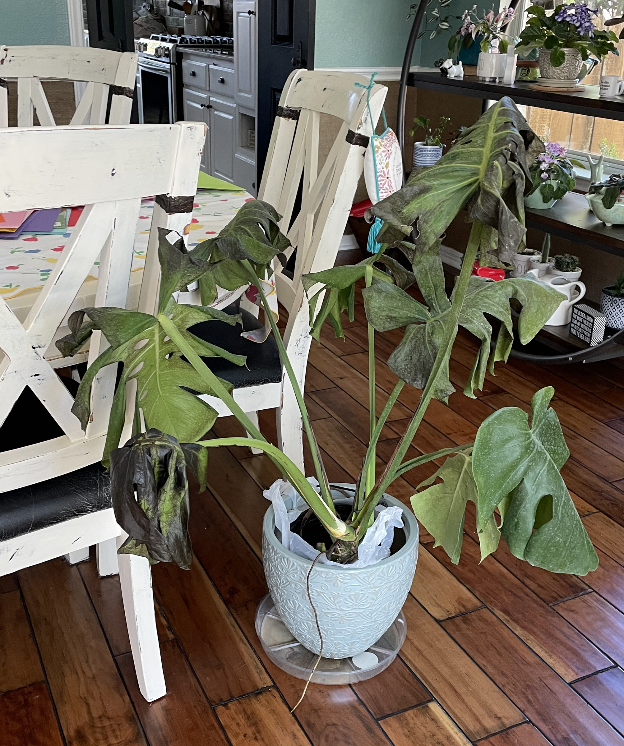 Monstera heat damaged – House Plant Journal