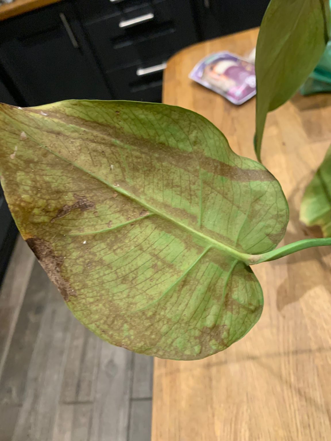 Monstera Looks unhealthy – House Plant Journal