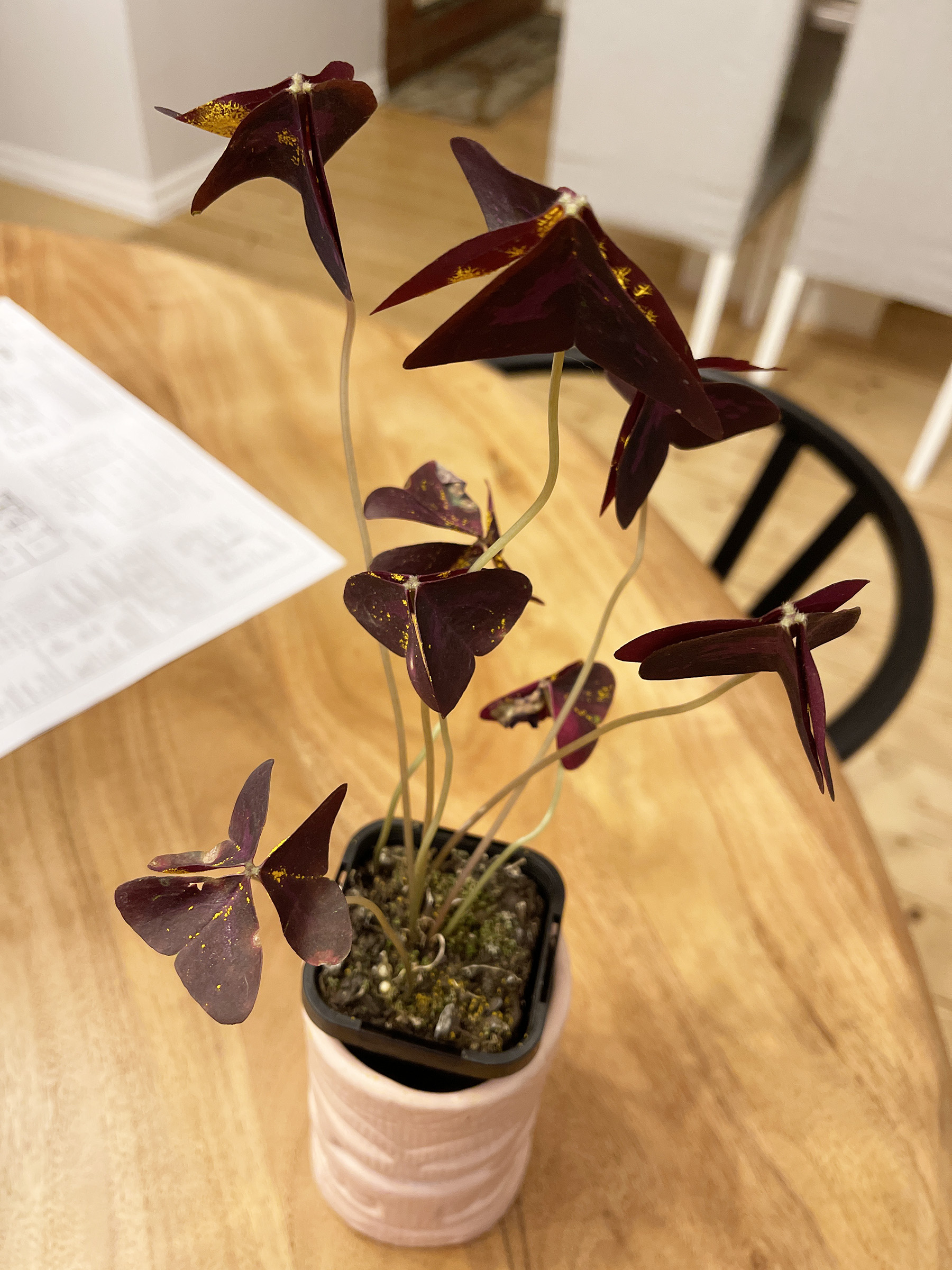 Oxalis Has Orange Spots – House Plant Journal