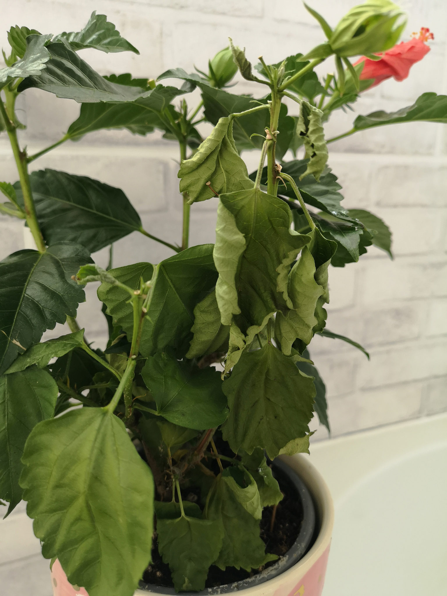Hibiscus wilting – House Plant Journal