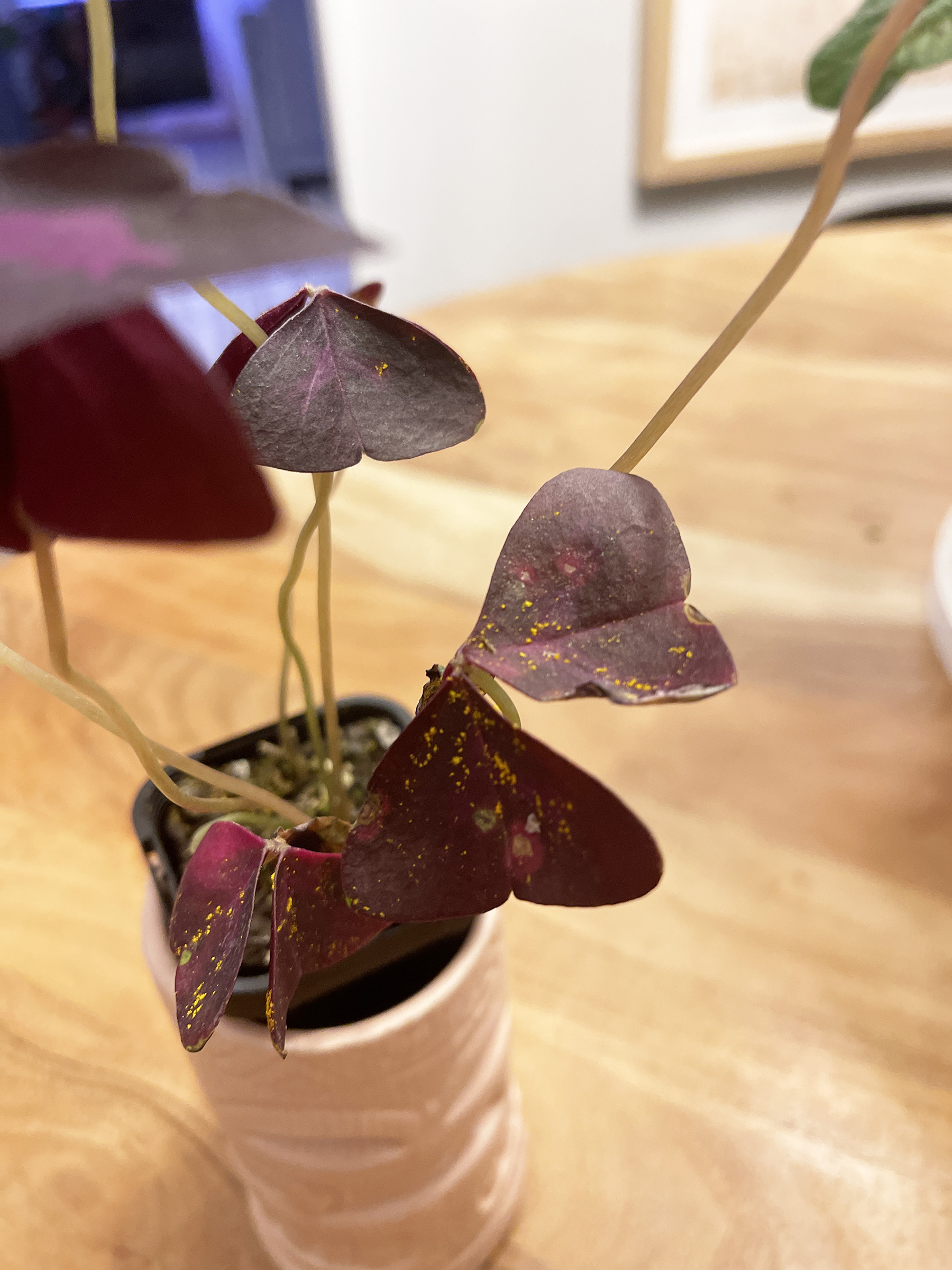 Oxalis Has Orange Spots – House Plant Journal