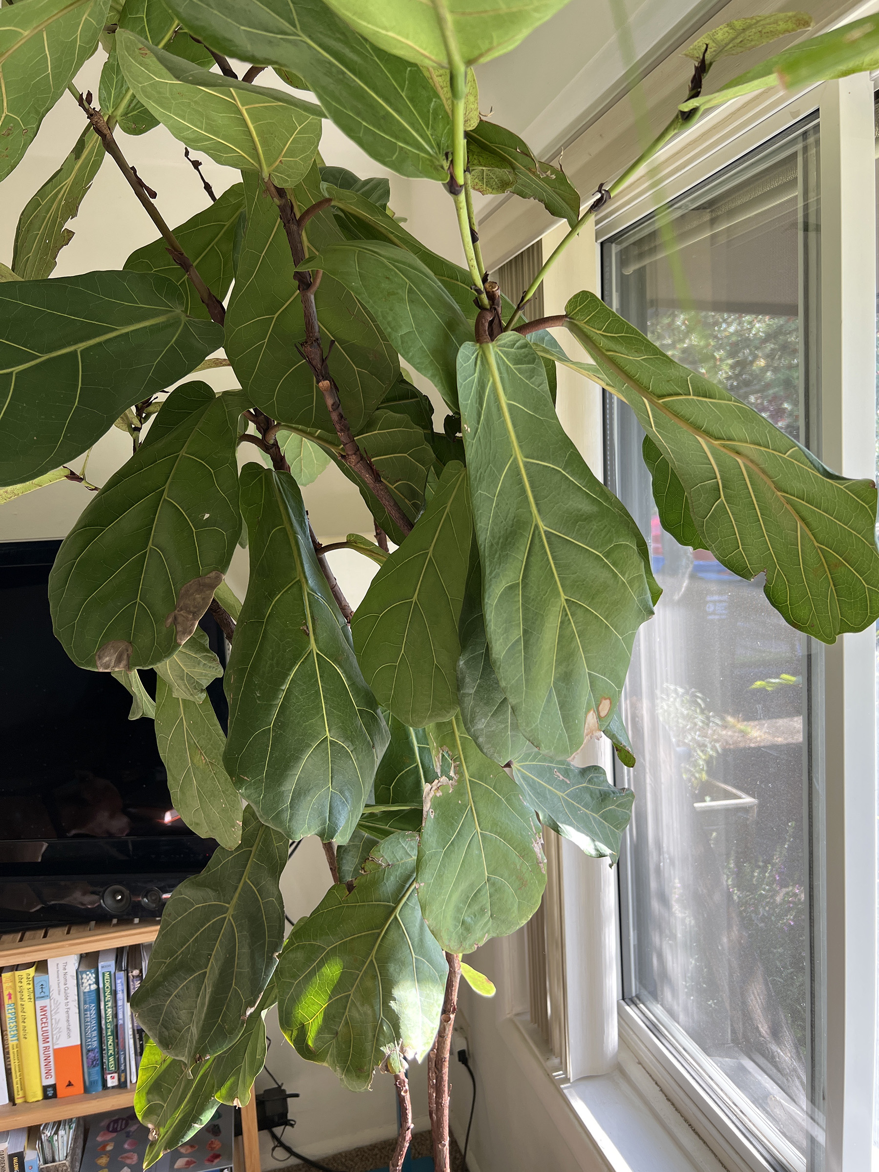Fiddle leaf fig concerns – House Plant Journal