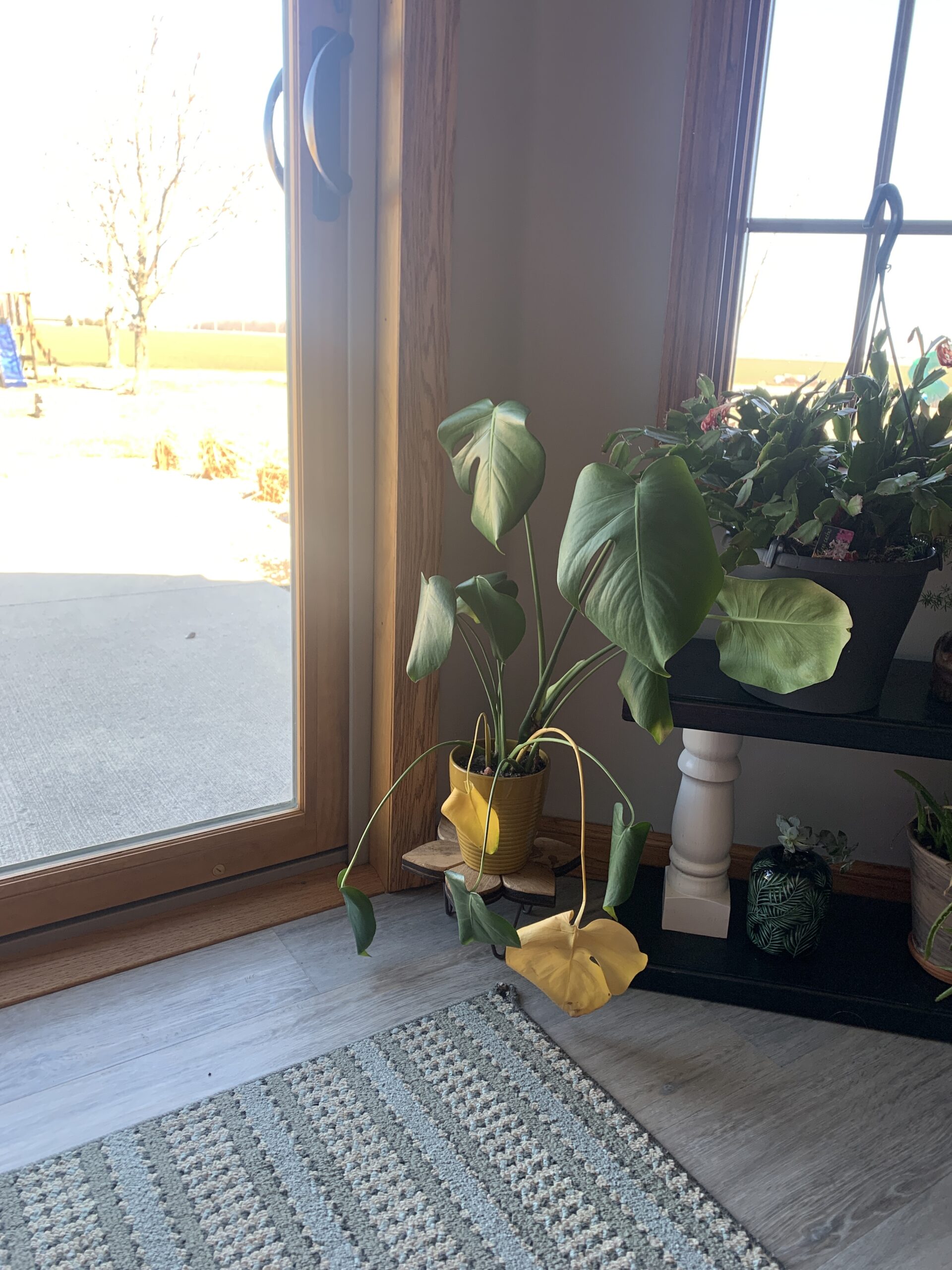 Monstera yellowing and Droopy – House Plant Journal