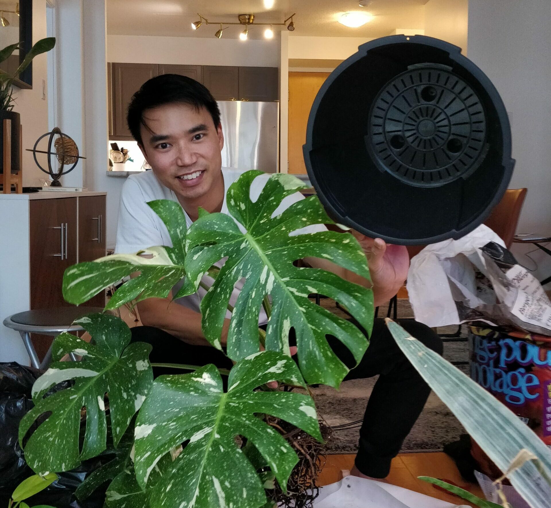 Monstera yellowing and Droopy – House Plant Journal