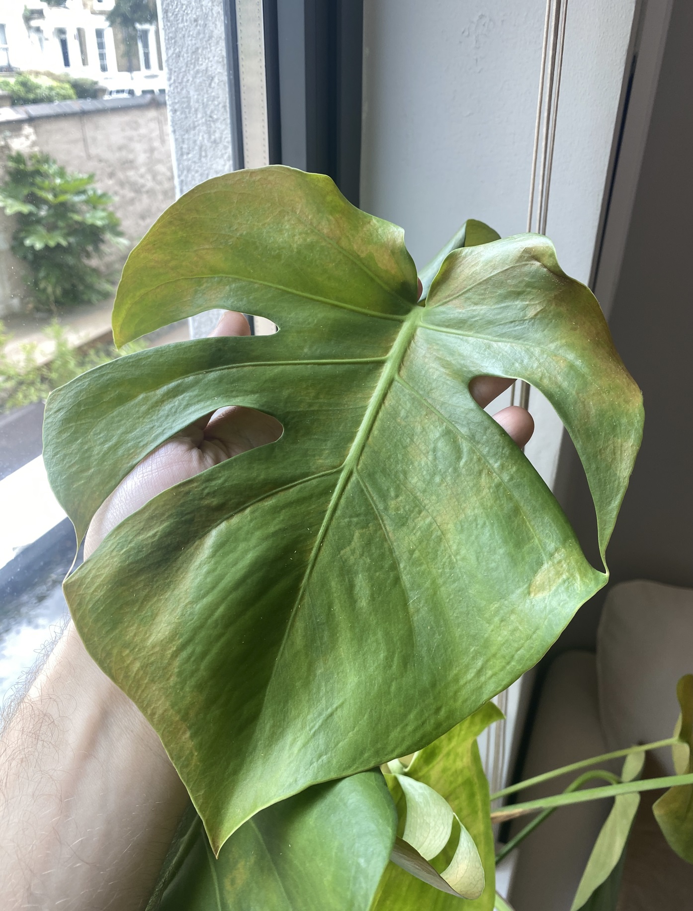 Thrips on Houseplants: A Gallery – House Plant Journal