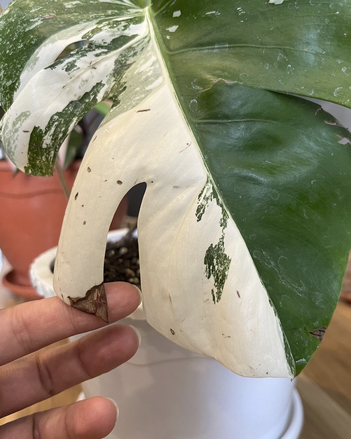 Monstera Albo browning on white part – House Plant Journal