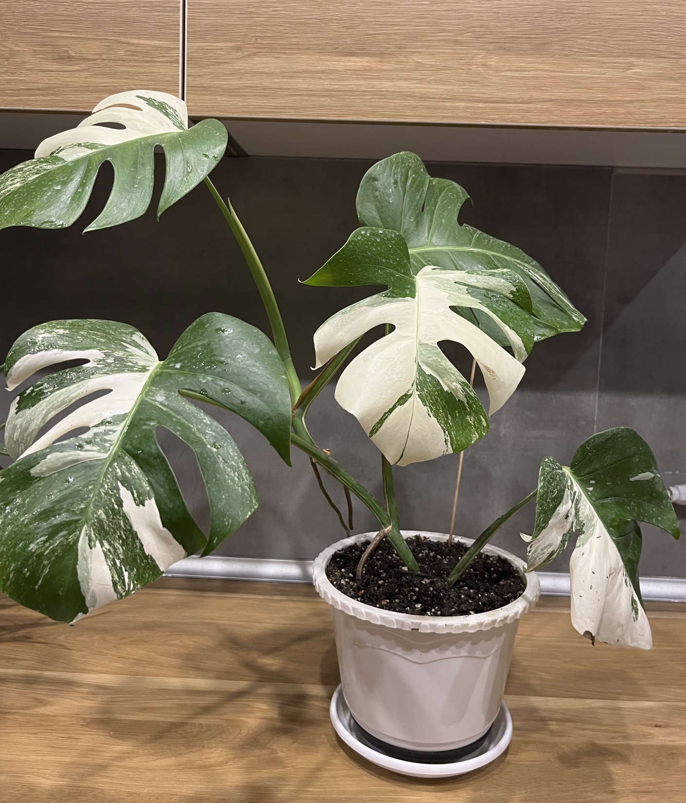 Monstera Albo browning on white part – House Plant Journal