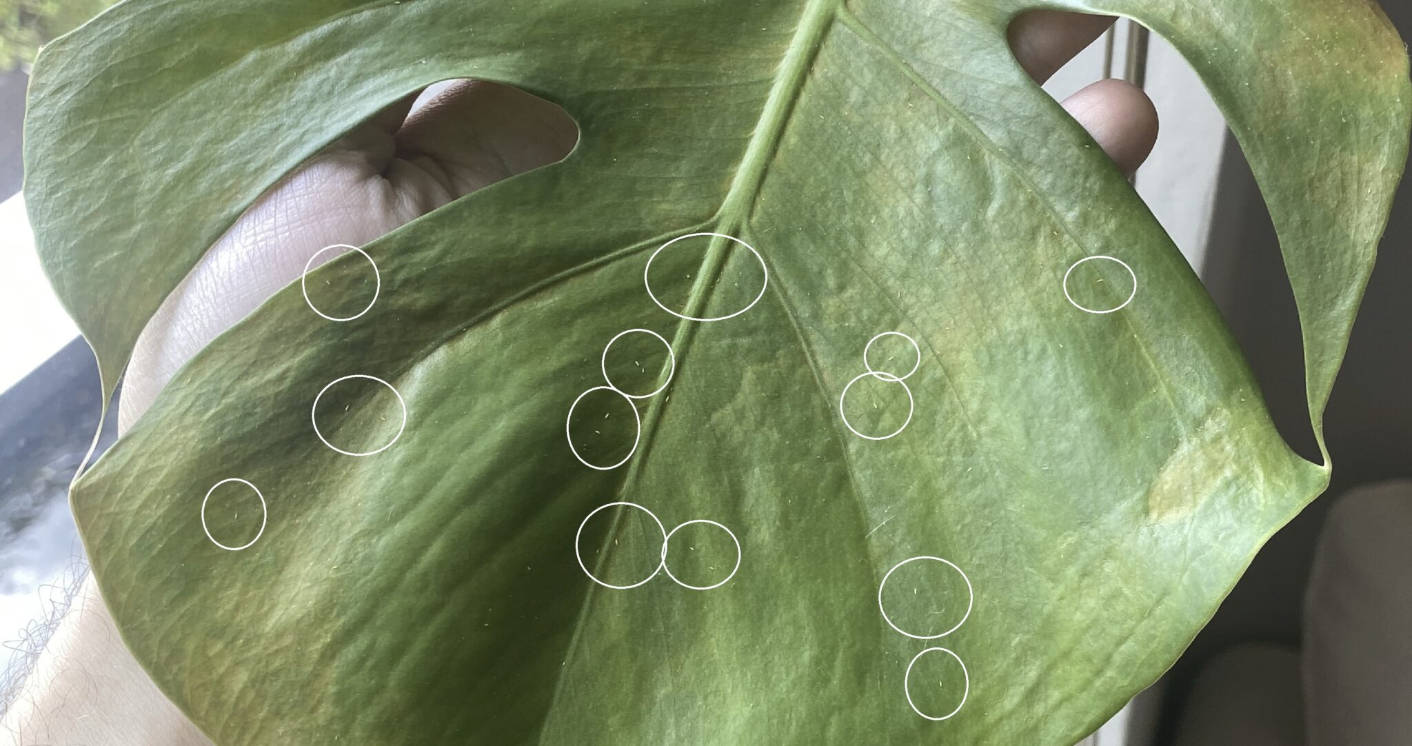 Monstera looking pale and Yellowish – House Plant Journal