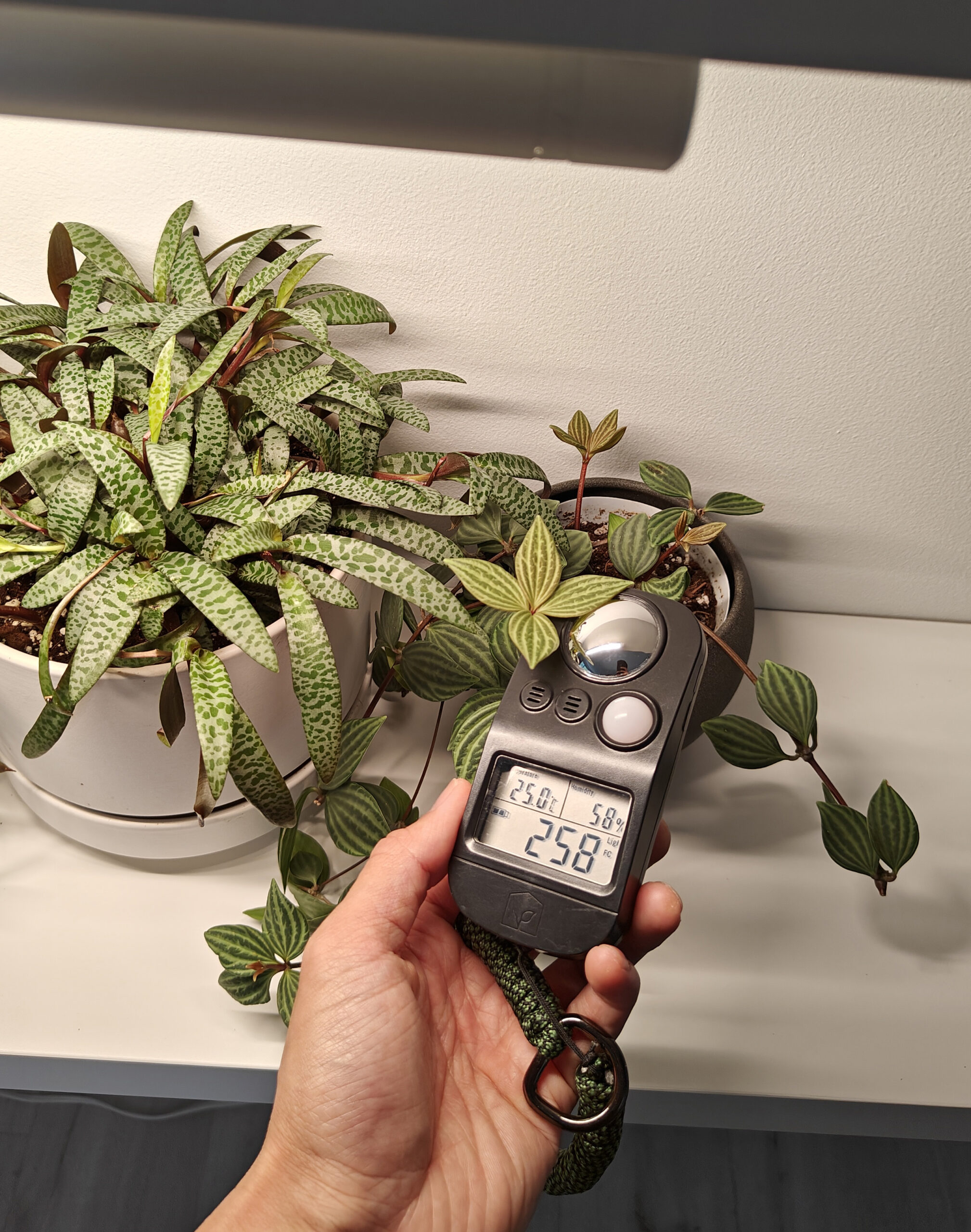 Review: Soltech Grove LED Bar Light – House Plant Journal