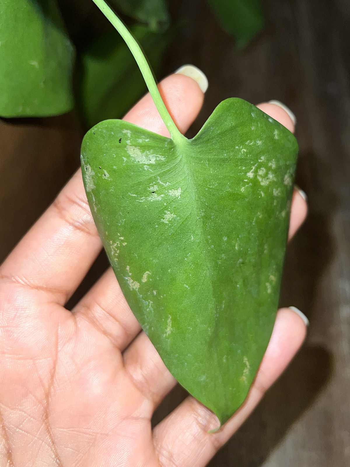 Monstera deliciosa drooping and dying – House Plant Journal