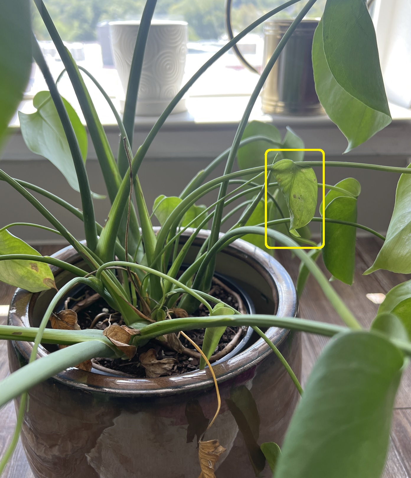 Monstera deliciosa drooping and dying – House Plant Journal