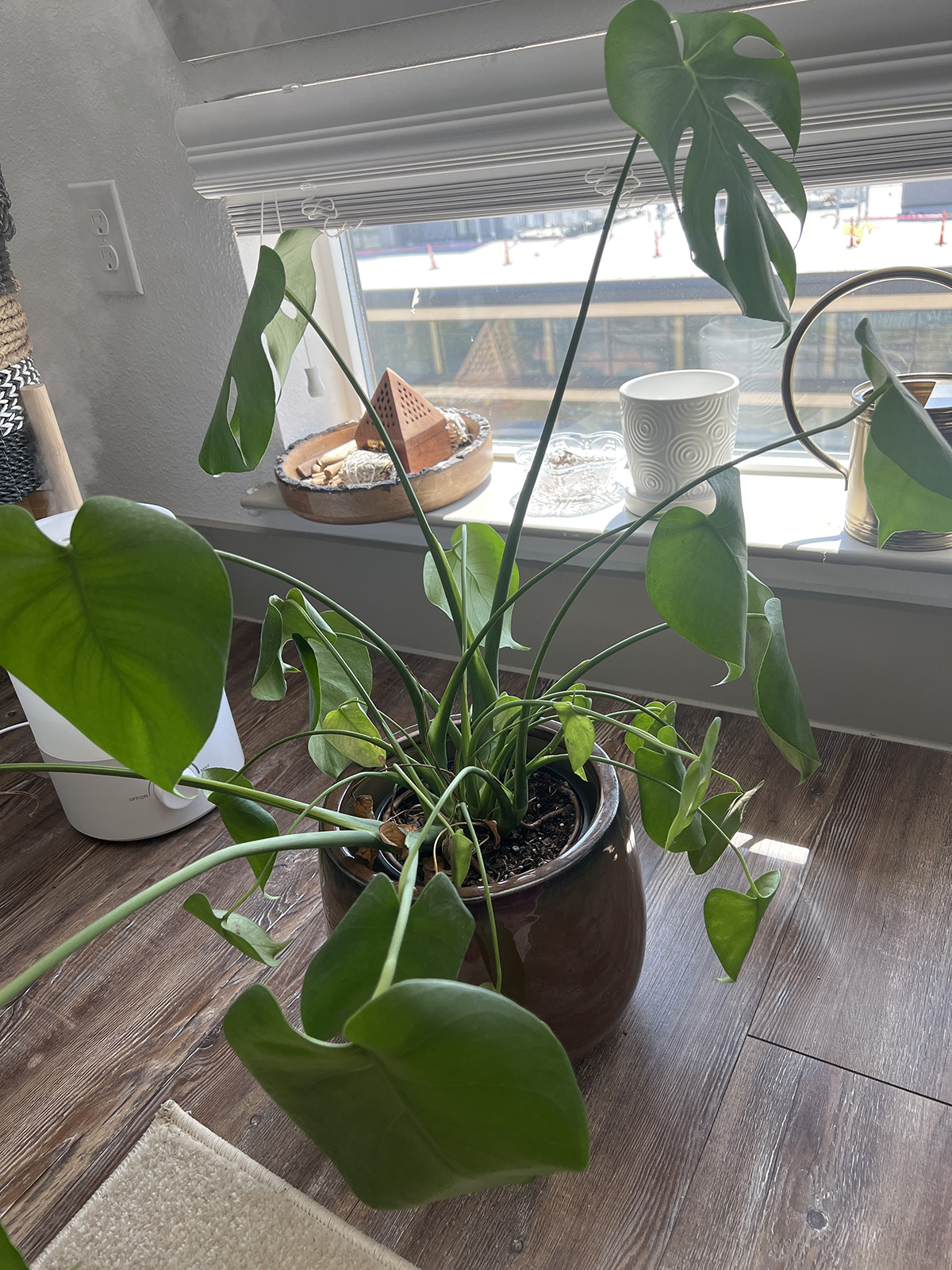 Monstera deliciosa drooping and dying – House Plant Journal