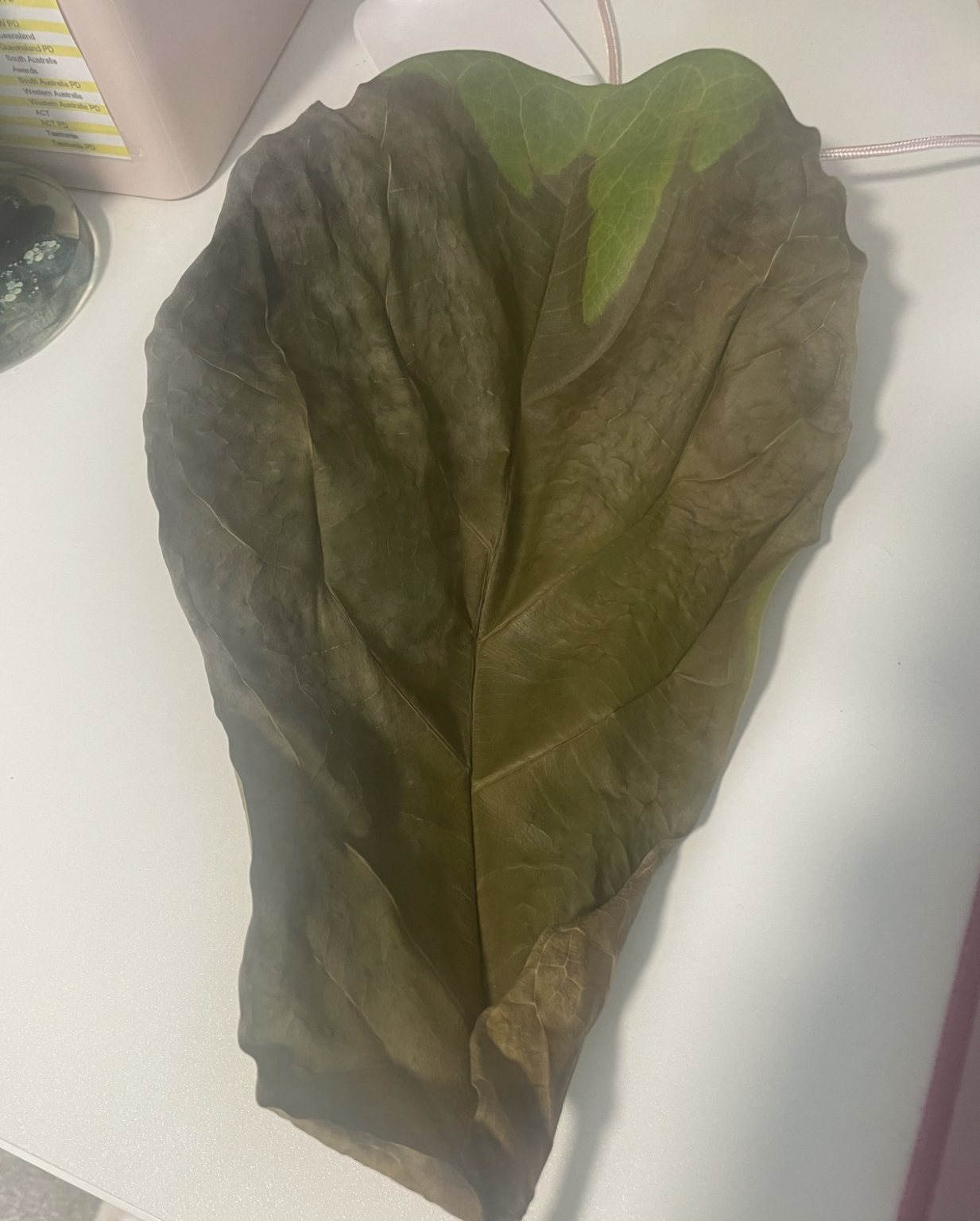 Fiddle Leaf Lower Leaves Browning – House Plant Journal