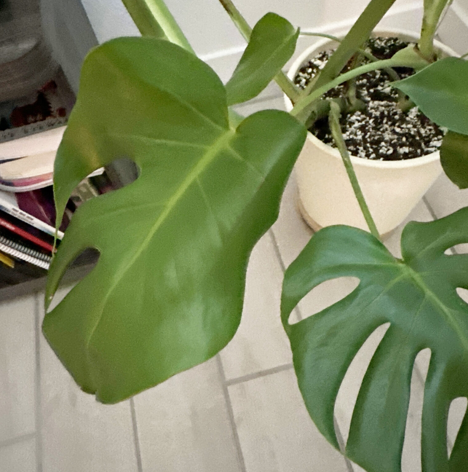 Monstera leaves are droopy and floppy – House Plant Journal