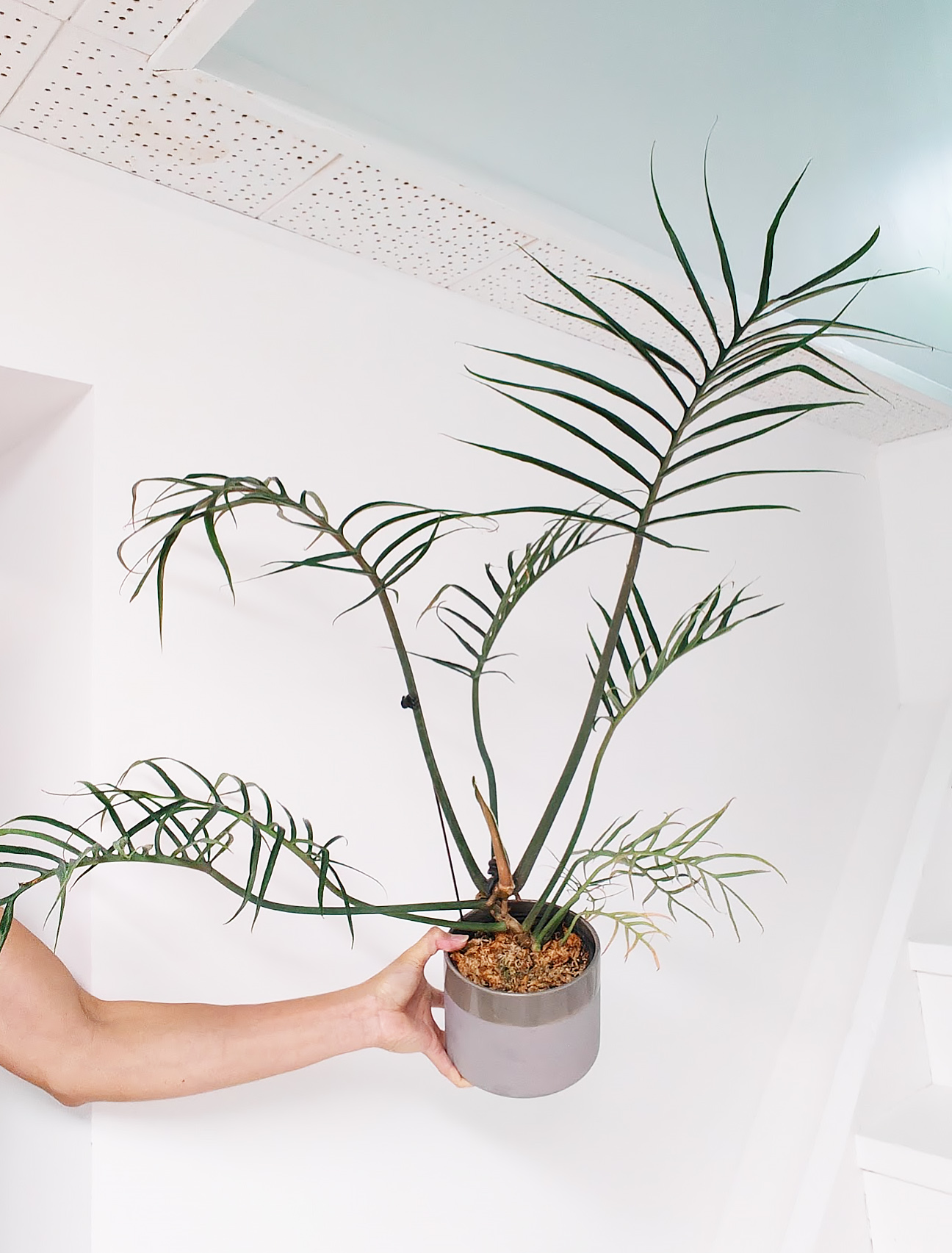 Philodendron tortum Care Guide – House Plant Journal