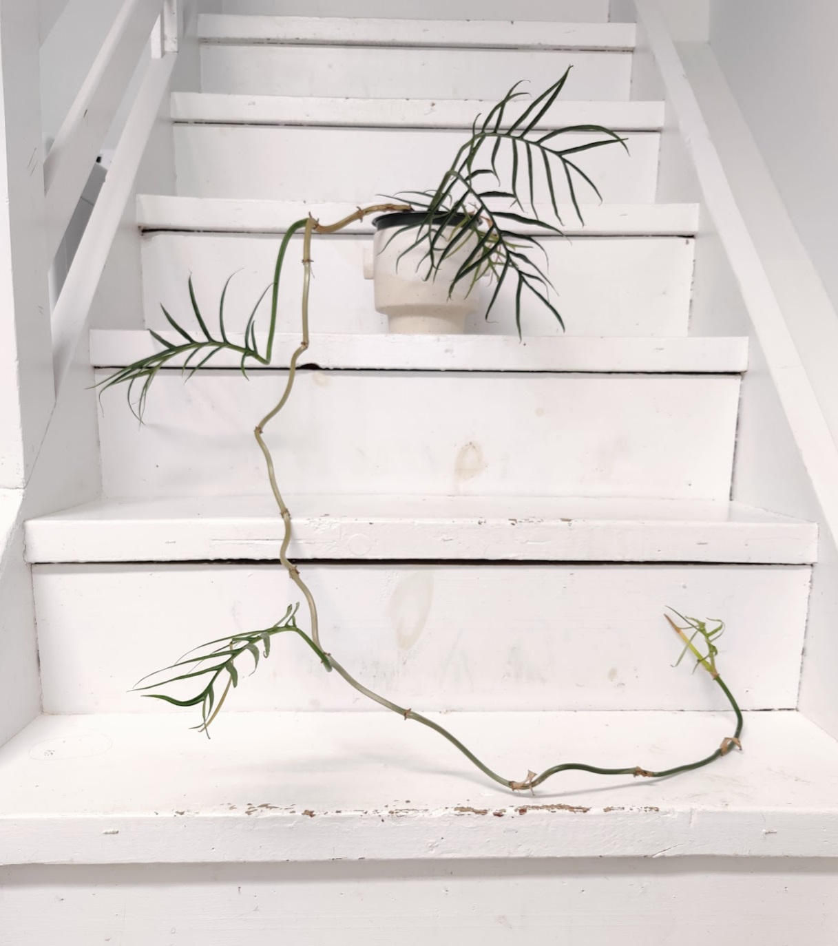 Philodendron tortum Care Guide – House Plant Journal
