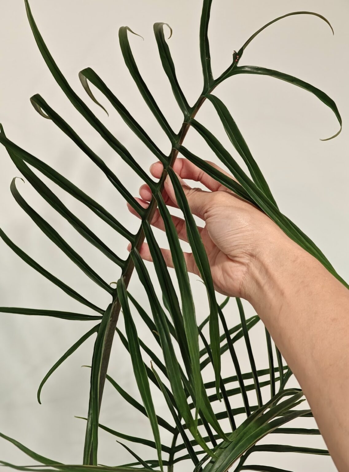Philodendron tortum Care Guide – House Plant Journal
