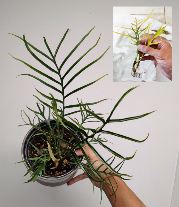 Philodendron tortum Care Guide – House Plant Journal