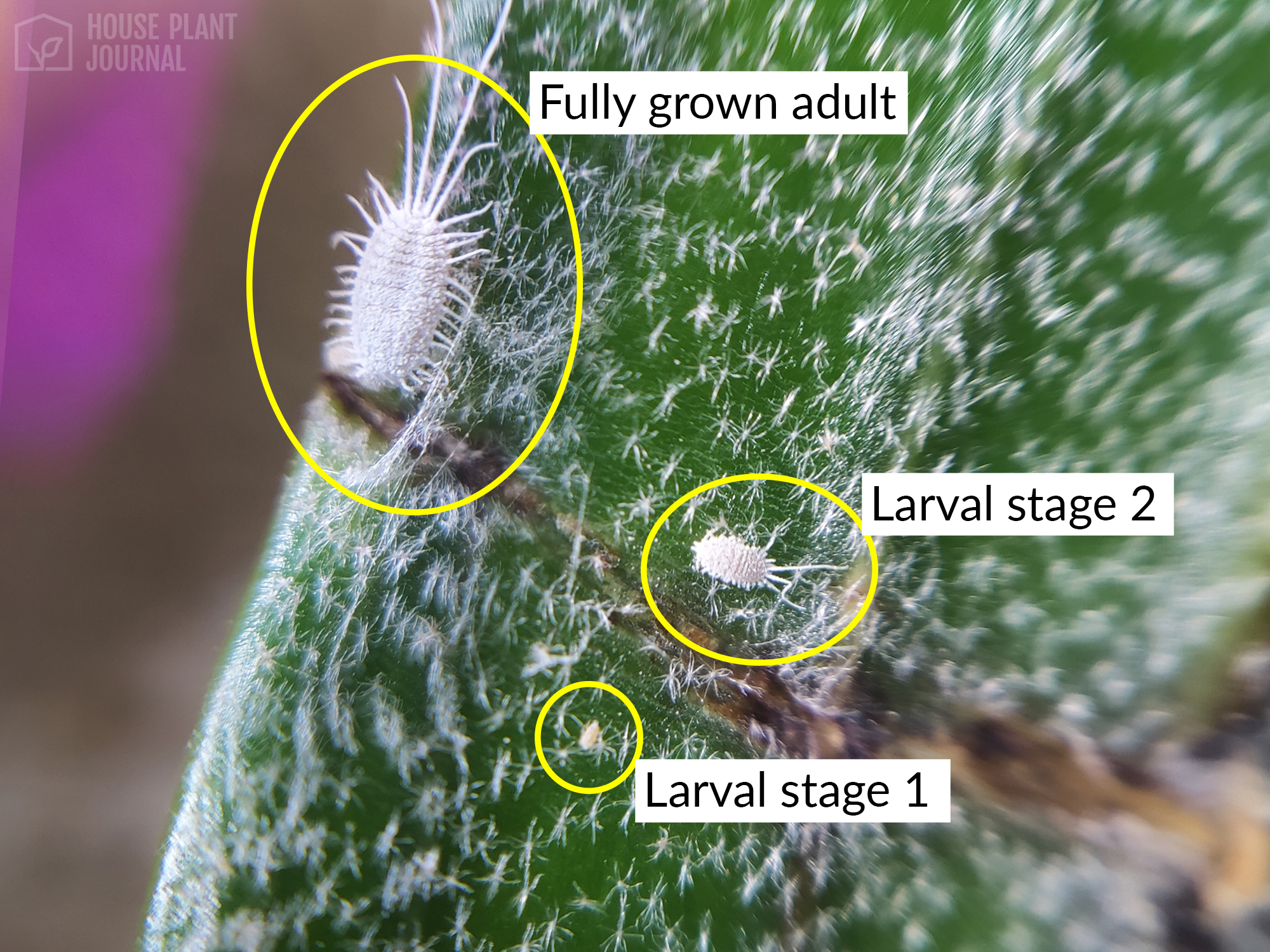Mealybugs on Houseplants – House Plant Journal
