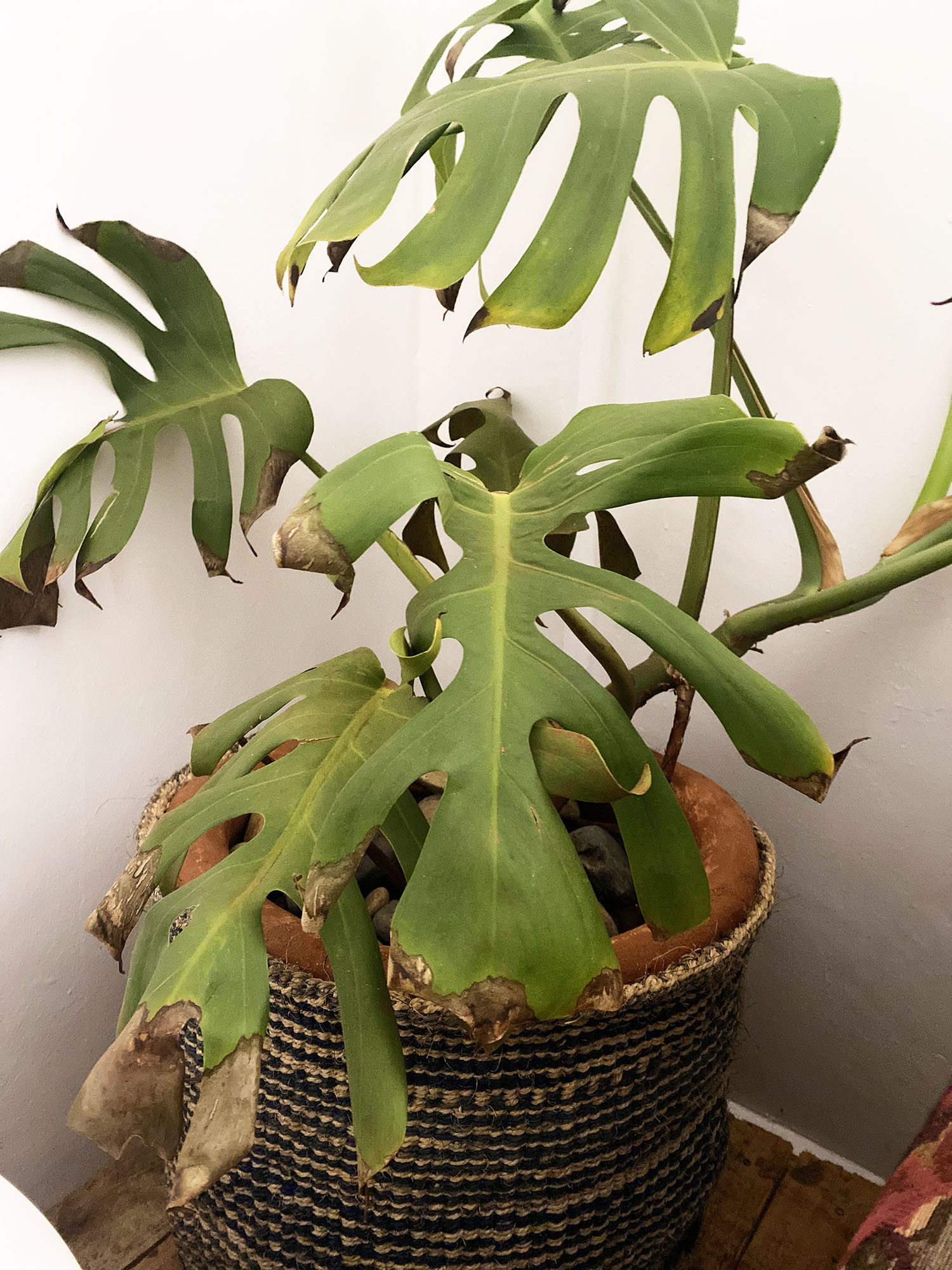 Monstera tips brown and crispy – House Plant Journal